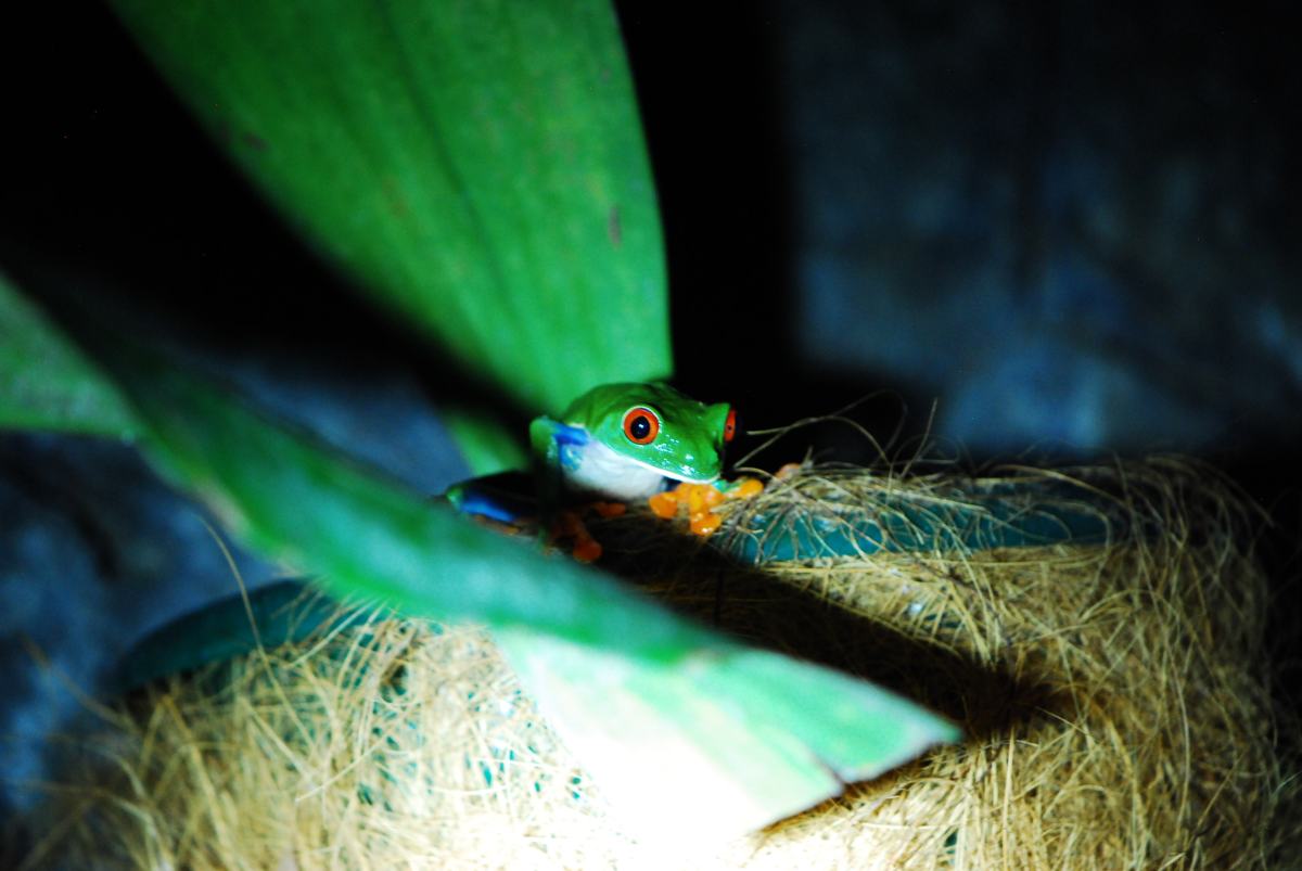 Walk through the Rainforest | Bohambo - The Walk