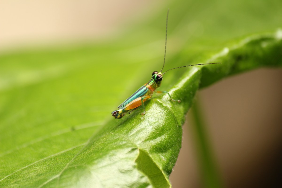 Manuel Antonio National Park | Bohambo - The Walk